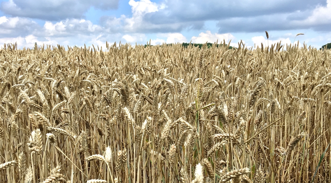 Farm Life: Summer – One Girl & Her Cows