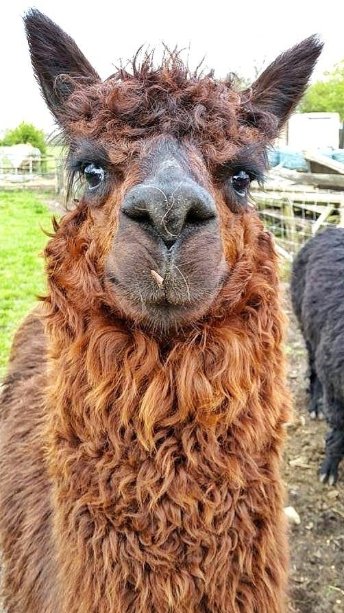 Alpaca-Gate – One Girl & Her Cows