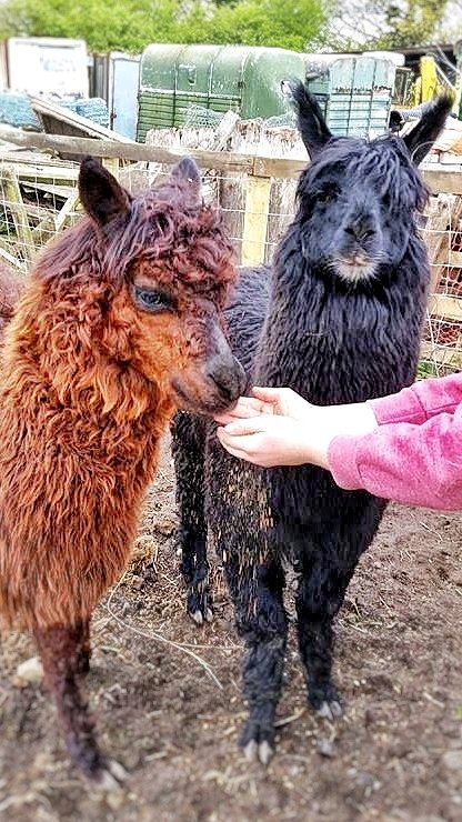 Alpaca-Gate – One Girl & Her Cows