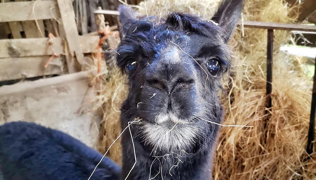 Alpaca-Gate – One Girl & Her Cows