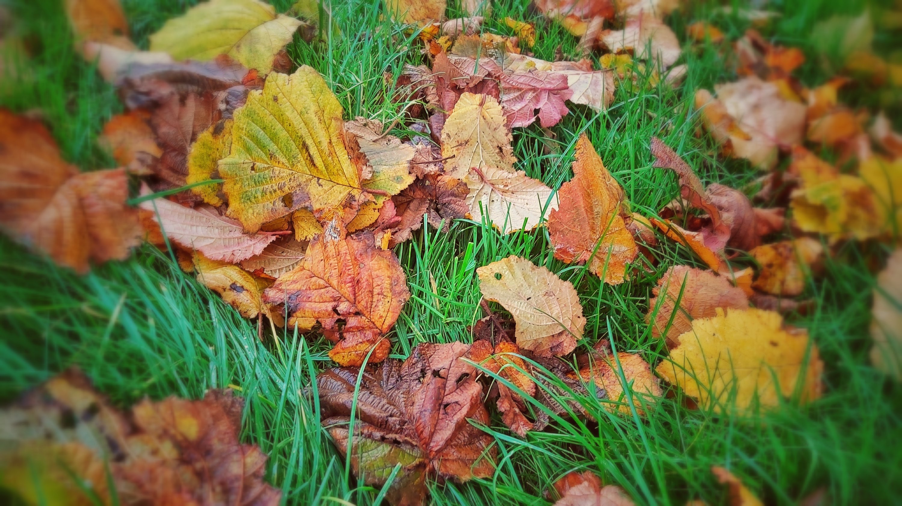 K for Knackerman – One Girl & Her Cows